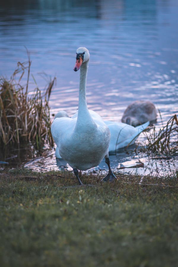 Vertical Shot of a White Swan on the Lake Coast Stock Photo - Image of ...