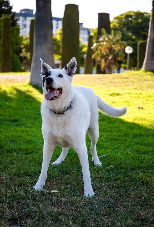 Vertical Shot of White Swiss Shepherd Mixed with English Pointer ...