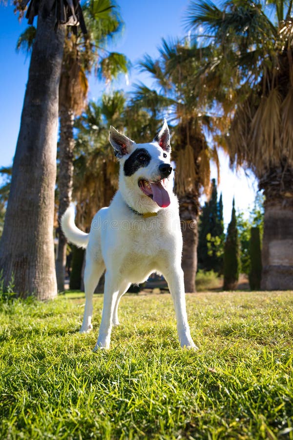 Vertical Shot of White Swiss Shepherd Mixed with English Pointer ...