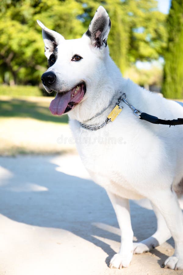 Vertical Shot of a White Swiss Shepherd Mixed with English Pointer ...