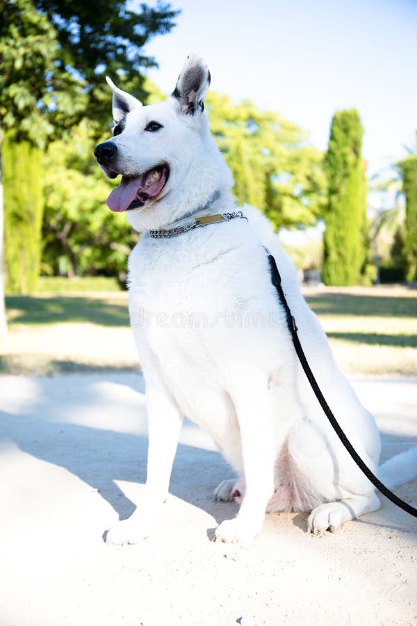 Vertical Shot of a White Swiss Shepherd Mixed with English Pointer ...