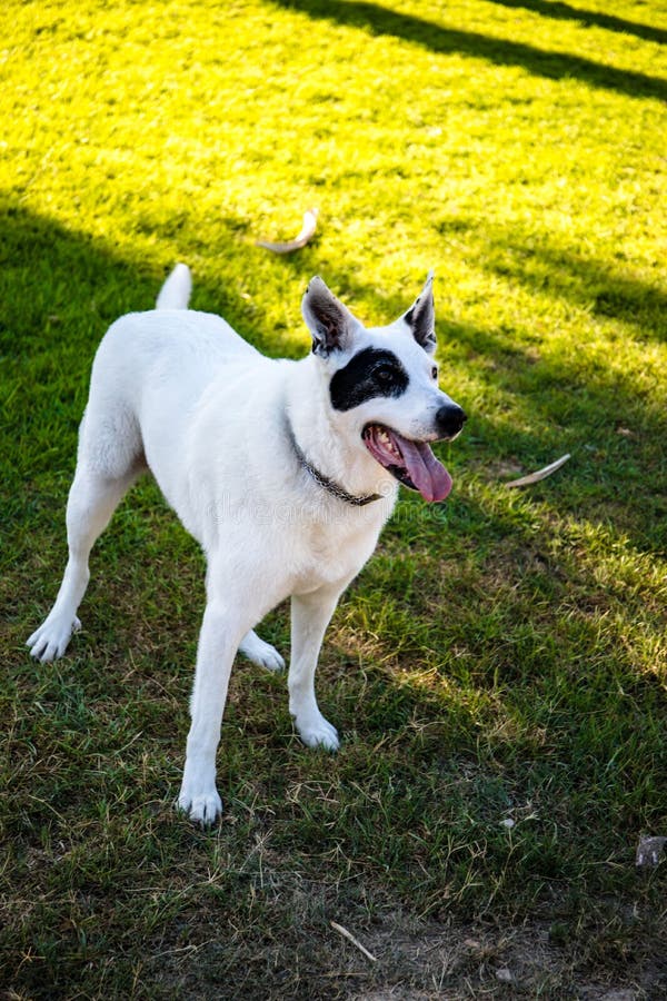 Vertical Shot of a White Swiss Shepherd Mixed with English Pointer ...