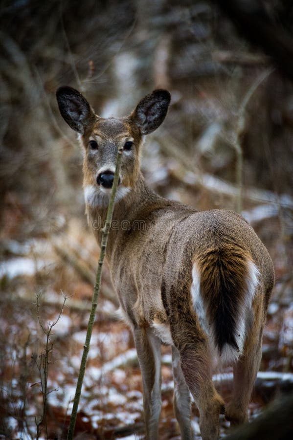 Vertical Shot of a White-tailed Deer in the Wild. Stock Photo - Image ...