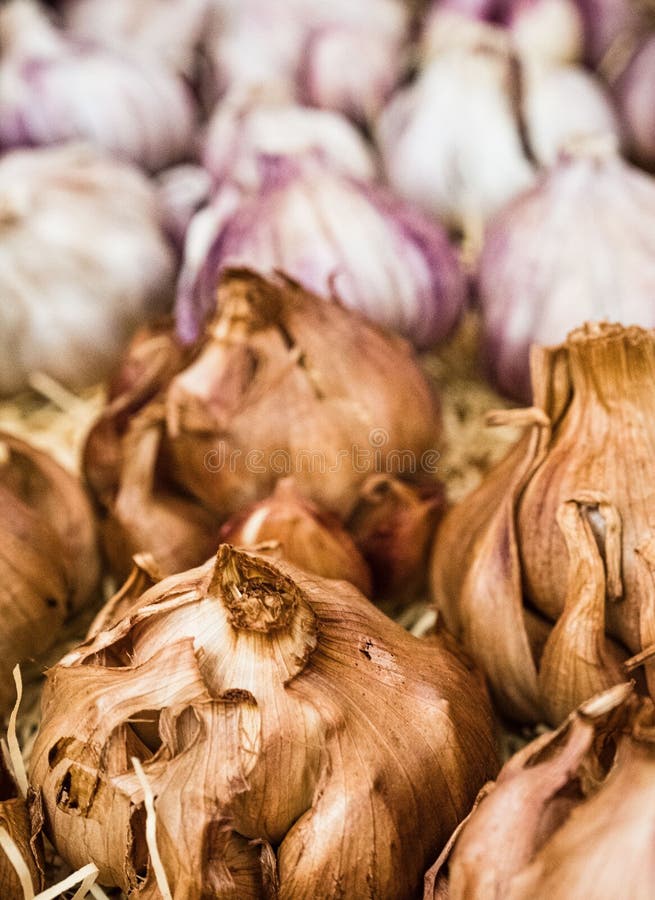 Vertical Shot of Whole Unpeeled Garlic Bulbs Stock Image - Image of ...