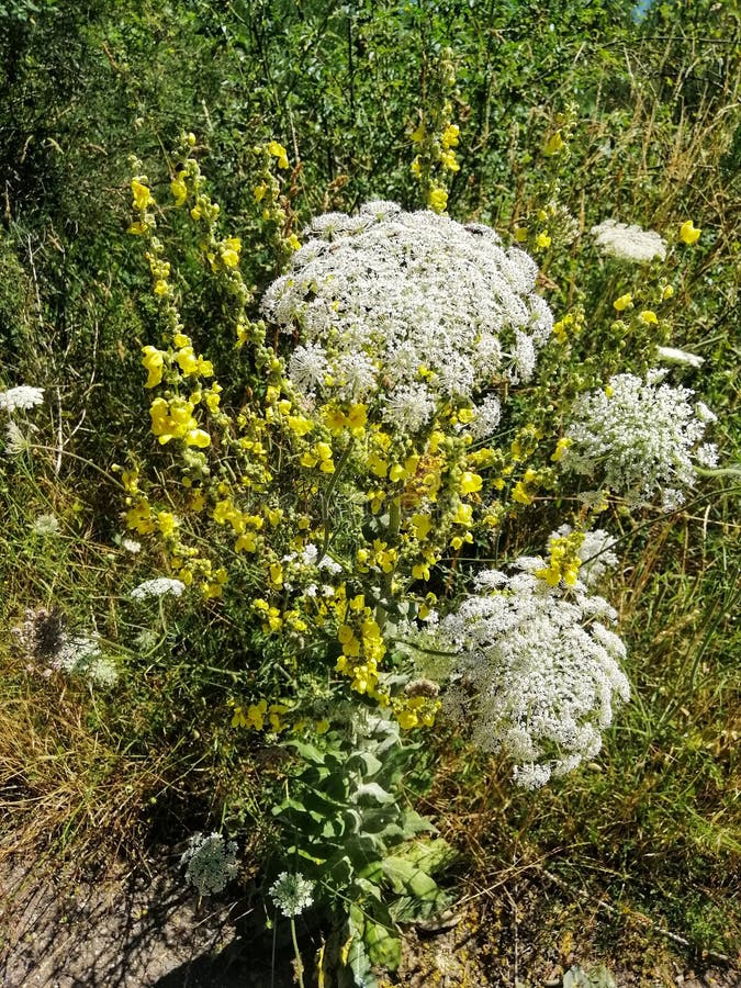 Vertical Shot of a Wide Khella Plant in a Field Stock Image - Image of ...