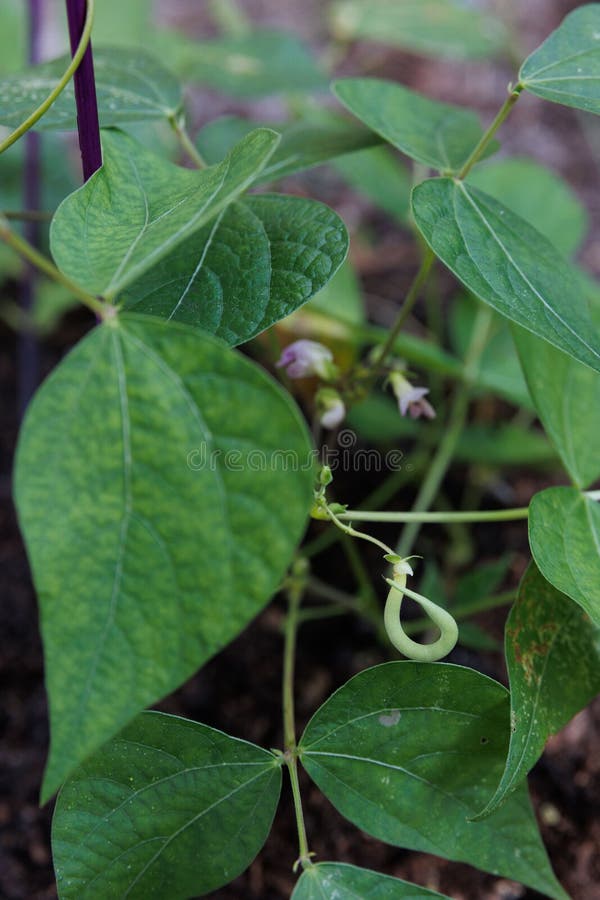 Vertical Shot of Wild Bean Plant Bud in a Garden Stock Photo - Image of ...