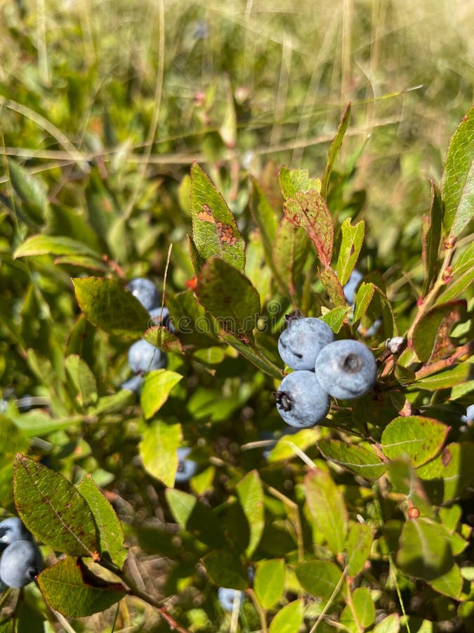 Vertical Shot of Wild Blueberries in a Field during the Day Stock Photo ...