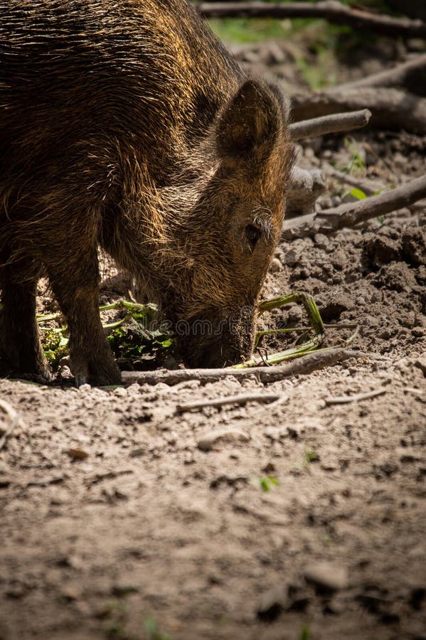Vertical Shot of a Wild Boar on the Ground Stock Photo - Image of ...