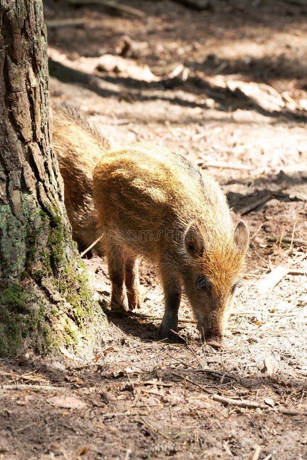 Vertical Shot of a Wild Boar Standing on the Muddy Ground Stock Image ...
