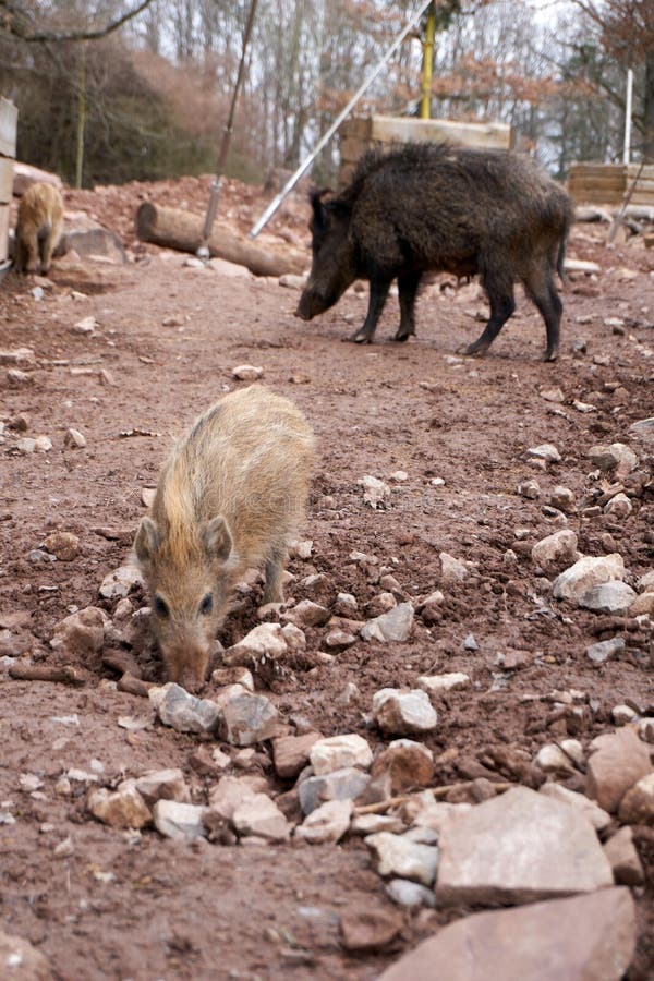 Vertical Shot of Wild Boars in a Natural Environment Stock Photo ...