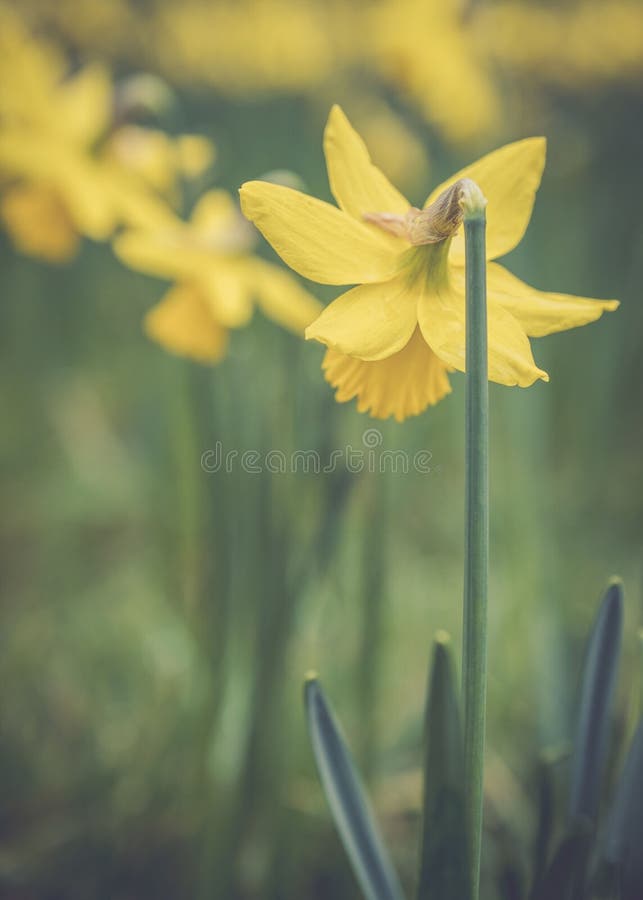 Vertical Shot Wild Daffodil Flower in Field Stock Photo - Image of ...