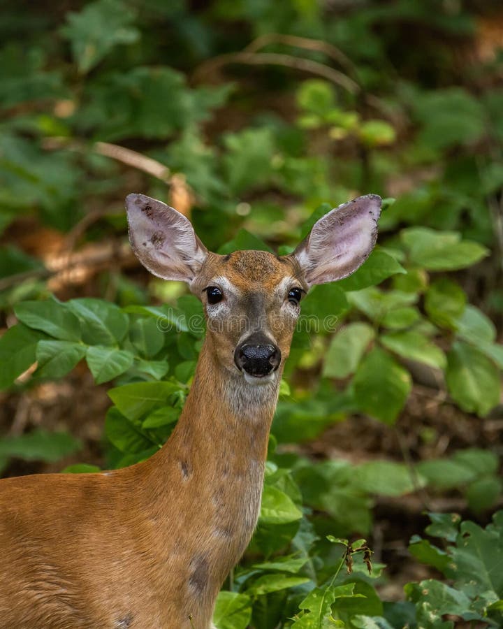 Vertical Shot of a Wild Female Deer Looking into the Camera Stock Photo ...