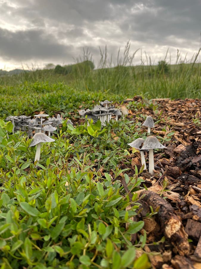 Vertical Shot of Wild Fungus Growing on a Rural Field Stock Photo ...