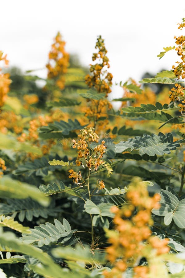 Vertical Shot of the Wild Senna Plant Stock Photo - Image of head ...