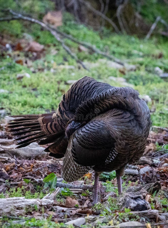 Vertical Shot Wild Turkey Bird Stock Photo - Image of design, vertical ...