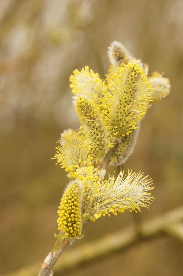 Vertical Shot of Willow Pollen from Salixc Caprea Stock Image - Image ...