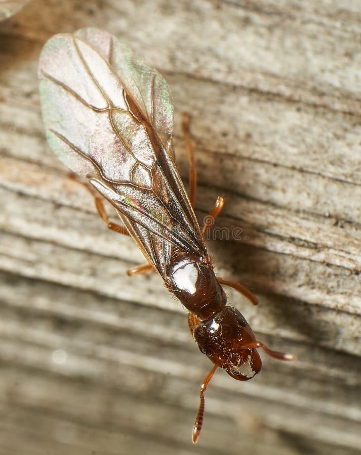 Vertical Shot of a Winged Ant on a Wooden Surface Stock Photo - Image ...