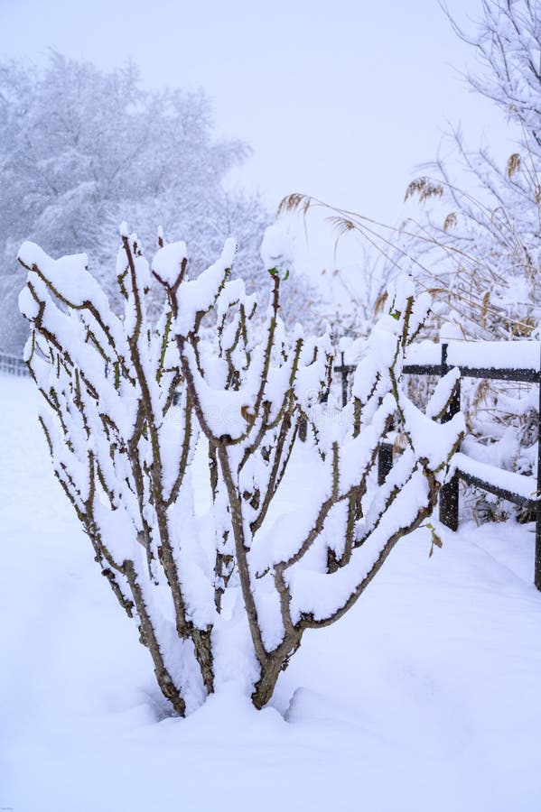 Winter bushes stock photo. Image of nature, outdoors - 136958548