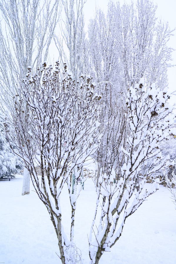Winter bushes stock photo. Image of nature, outdoors - 136958548