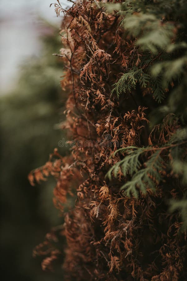 Vertical Shot of Withered Cypress Tree Framed with Fresh Cypress Leaves ...