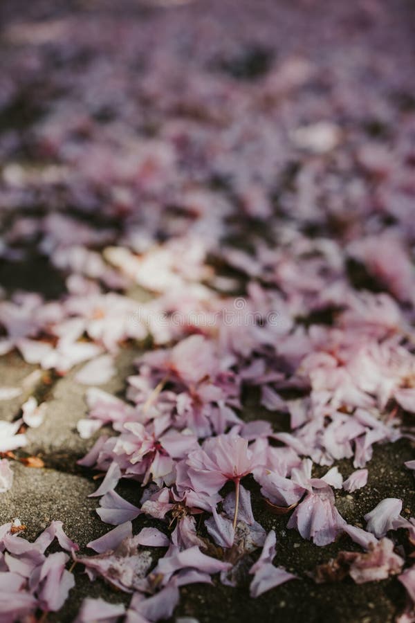 Vertical Shot of Withered Pink Flowers Piled Up on the Concrete Ground ...