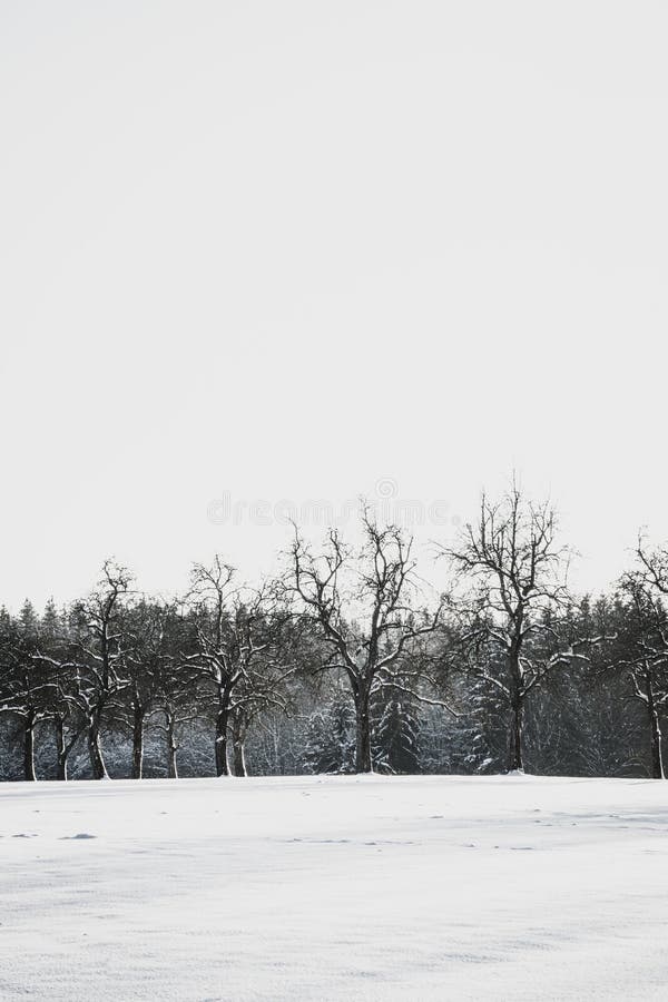 Vertical Shot of the Withered Trees during the Winter Season Stock ...