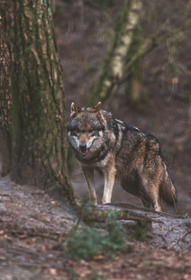 Vertical Shot of Wolf Standing and Looking at Camera Near Tree in ...