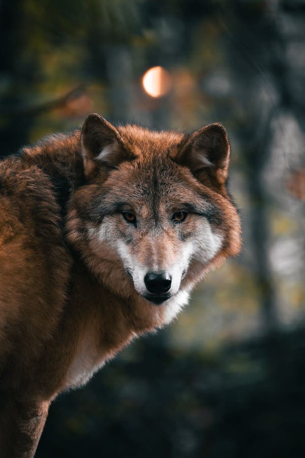Vertical Shot of Wolf Standing and Looking into the Camera Near Tree in ...