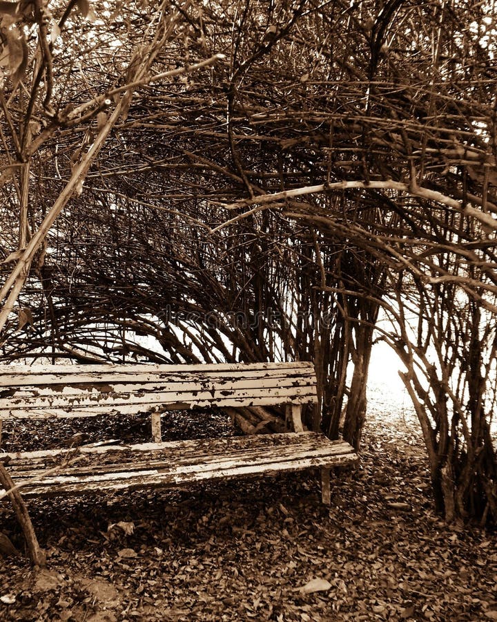 Vertical Shot of a Wooden Bench Surrounded by Dry Tree Branches Stock ...