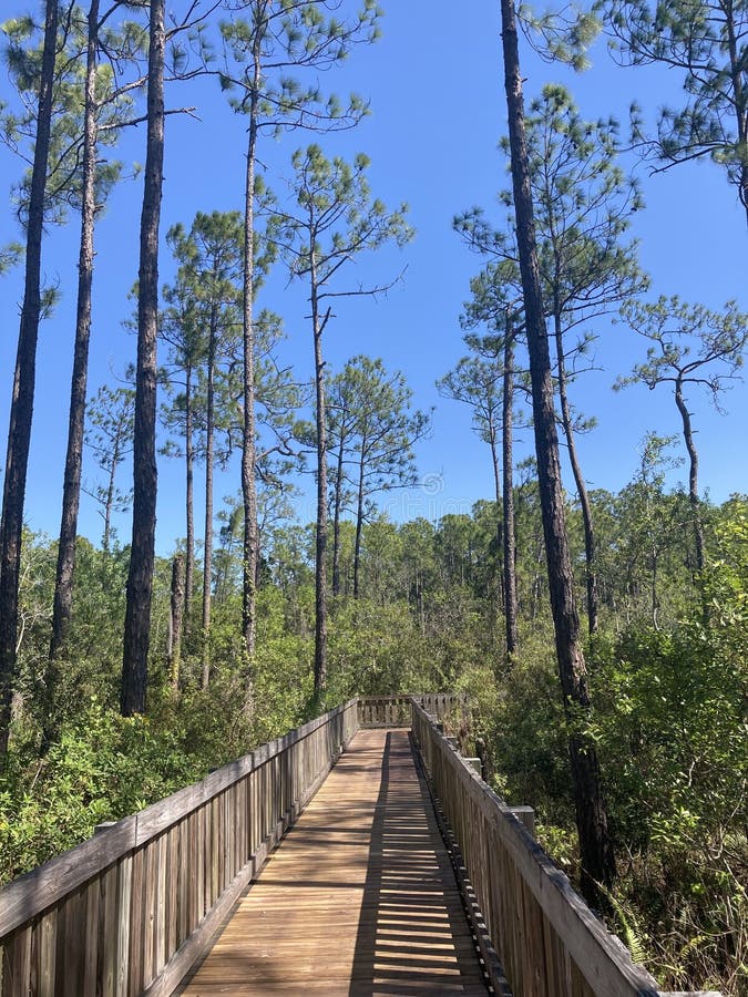 Vertical Shot of a Wooden Bridge in the Forest Stock Photo - Image of ...