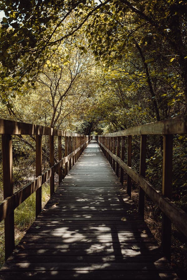 Vertical Shot of a Wooden Bridge Path Under Green Trees in a Forest ...