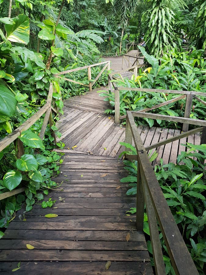 Vertical Shot of a Wooden Curvy Pathway in the Middle of a Forest ...