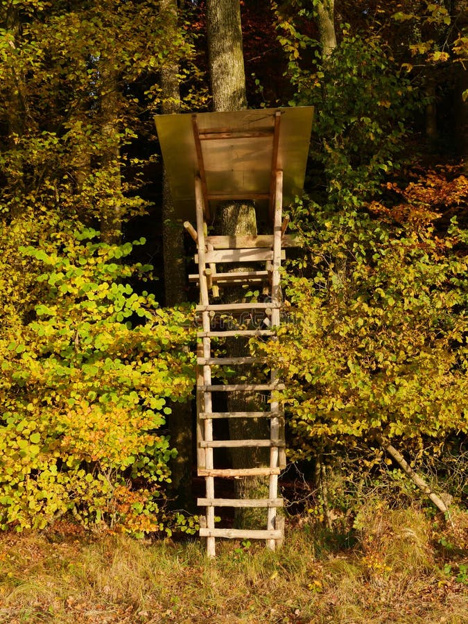 Vertical Shot of a Wooden Ladder in an Autumnal Forest Stock Photo ...