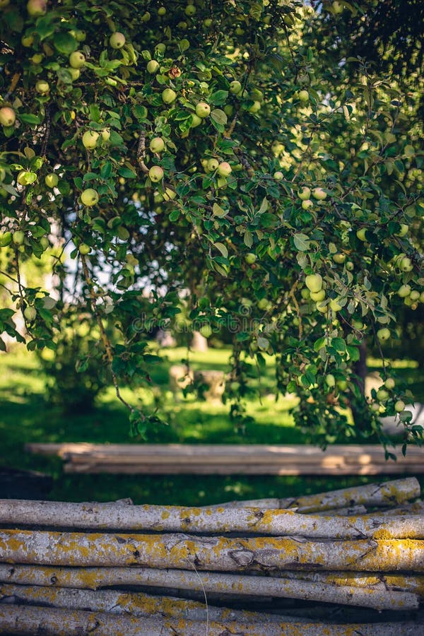 Vertical Shot of Wooden Logs Under the Green Apple Trees Stock Image ...