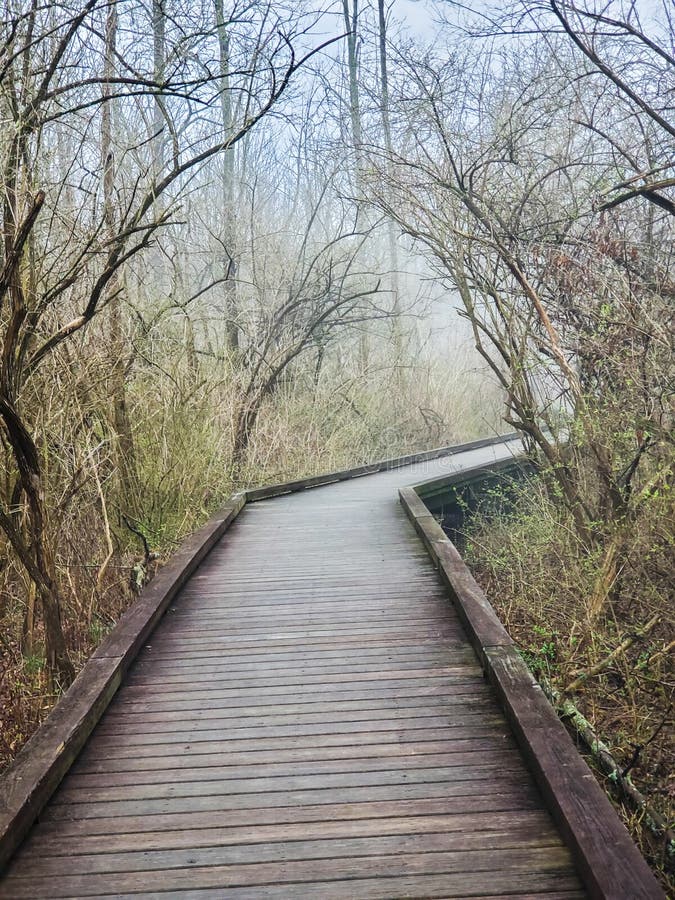 Vertical Shot of a Wooden Pathway Bridge Surrounded with Fog in the ...