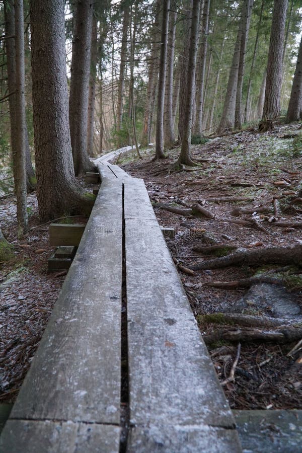Vertical Shot of a Wooden Pathway in a Forest Stock Image - Image of ...