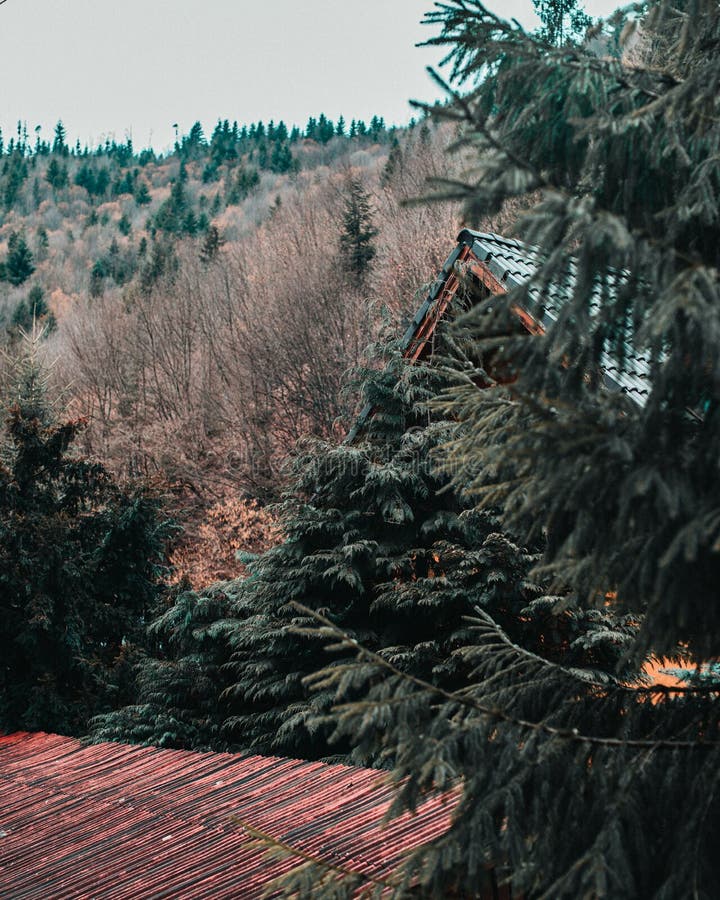Vertical Shot of a Wooden Rooftop in the Middle of a Forest with Green ...
