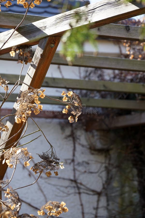 Vertical Shot of a Wooden Structure with Hanging Dry Plants Stock Photo ...