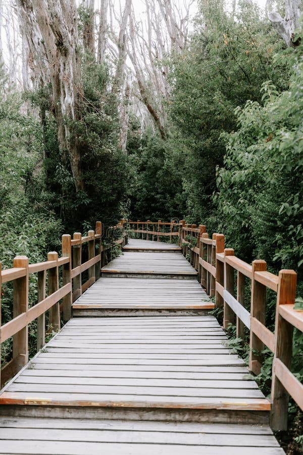 Vertical Shot of a Wooden Walkway Overlooking a Lush, Green Forest ...
