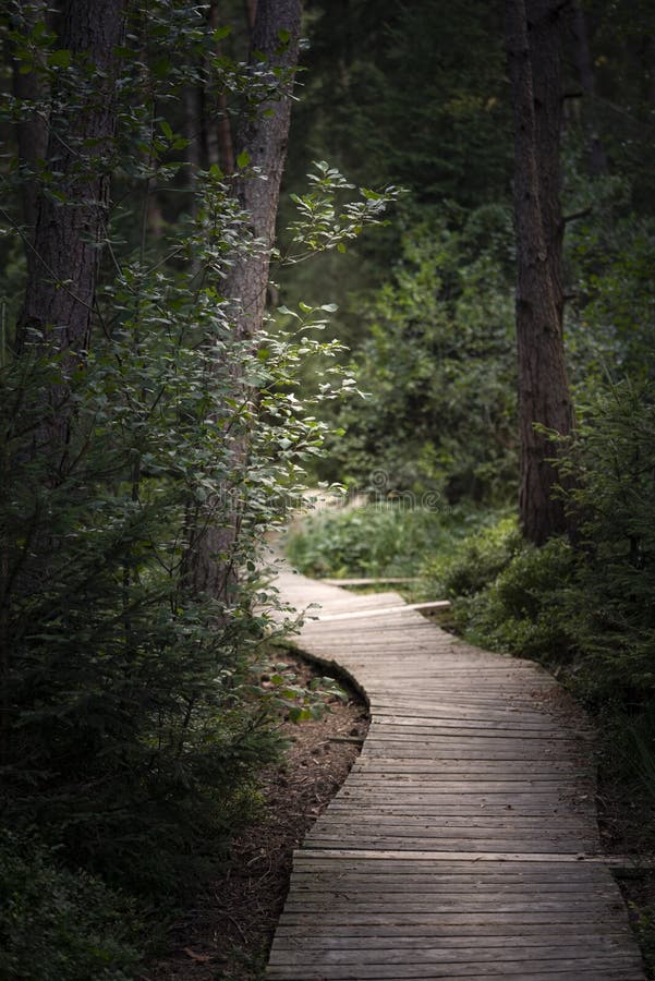Vertical Shot of a Wooden Walkway through the Trees Stock Photo - Image ...