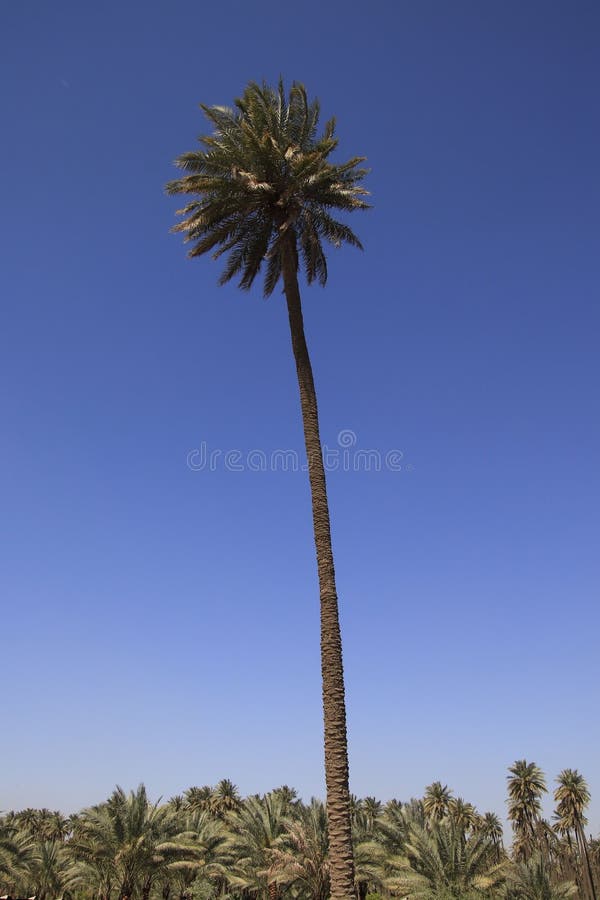 Vertical Shot of a 130-year-old Palm Tree Against Blue Sky in Iraq ...