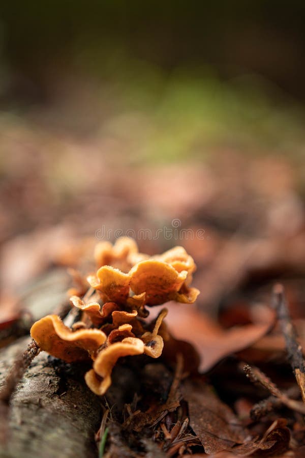 Vertical Shot of Yellow Fungi Growing in a Forest Stock Image - Image ...