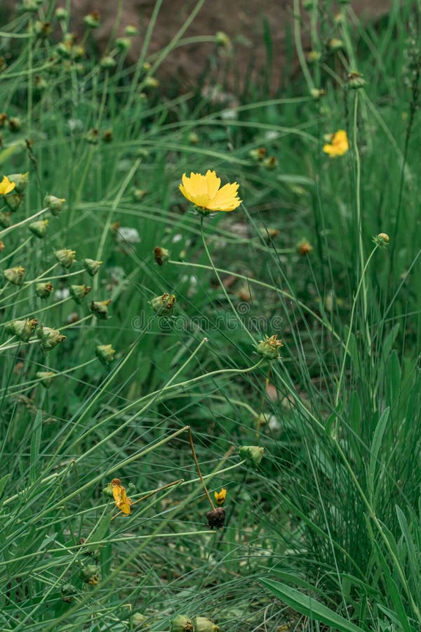 Vertical Shot of Yellow Lance-leaved Coreopsis Flowers Stock Photo ...