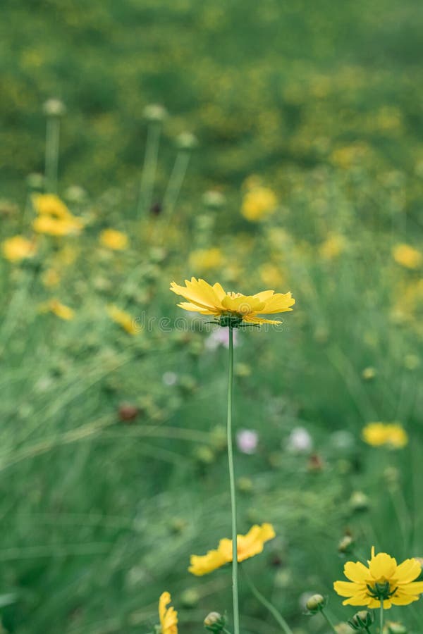 Vertical Shot of Yellow Lance-leaved Coreopsis Flowers Stock Photo ...