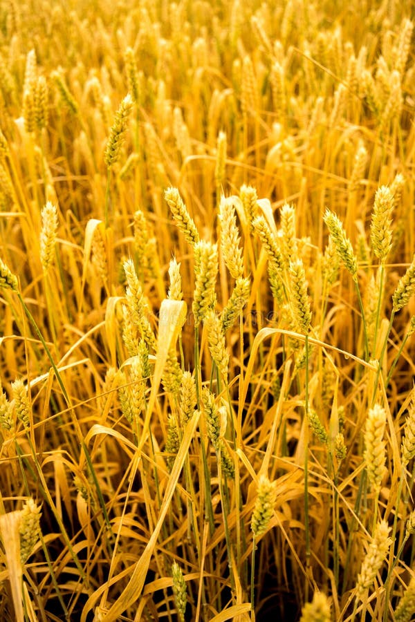 Vertical Shot of Yellow Wheat Field - Great for a Wallpaper Stock Image ...