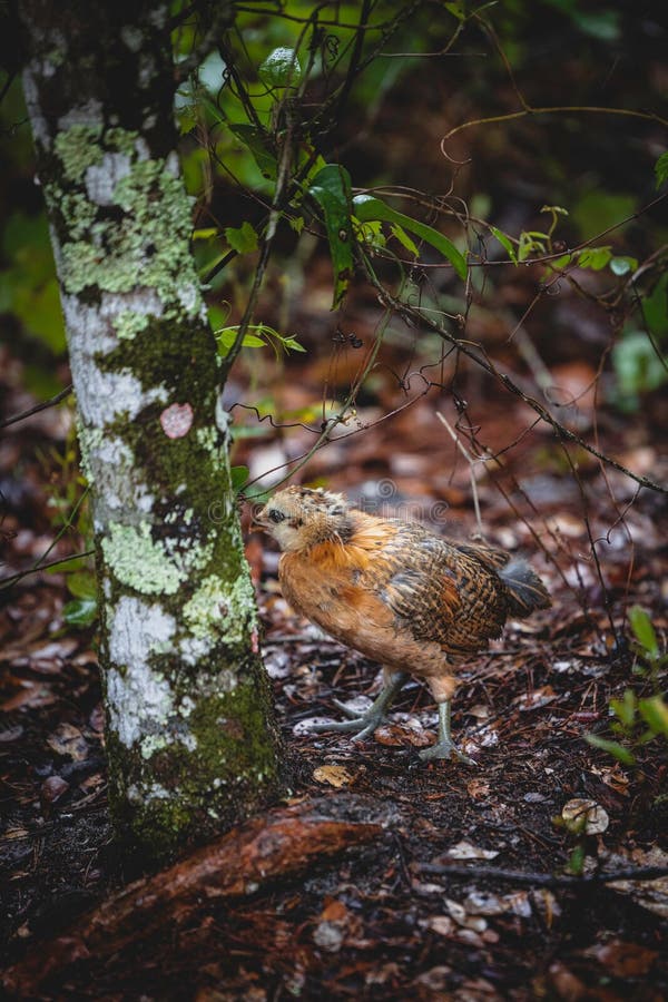Vertical Shot of a Young Chicken Perched on the Muddy Ground by a Mossy ...