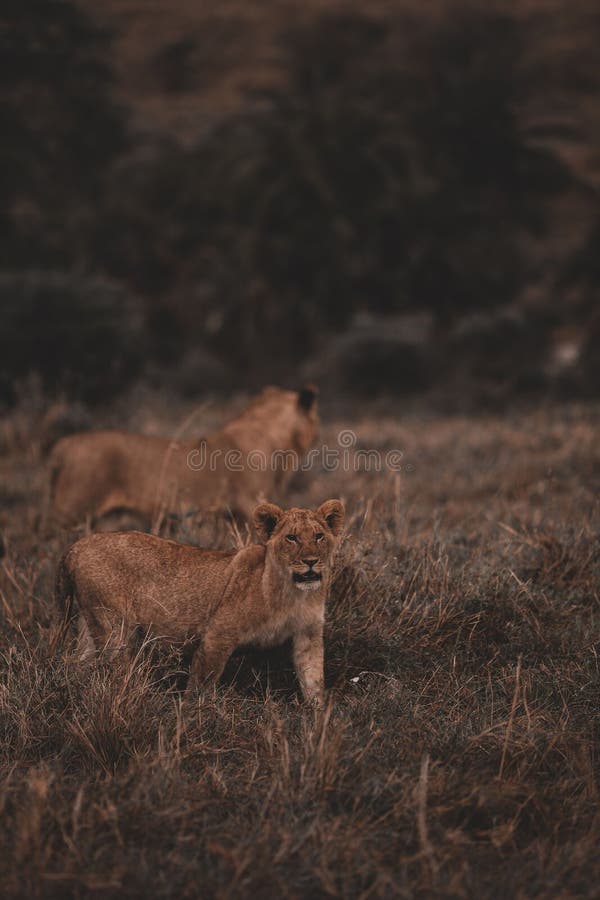 Vertical Shot of a Young Lion in the Wild. Stock Photo - Image of brown ...