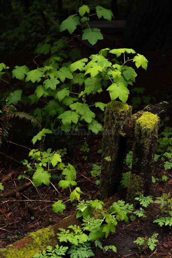 Vertical Shot of a Young Maple Tree in the Forest Stock Image - Image ...