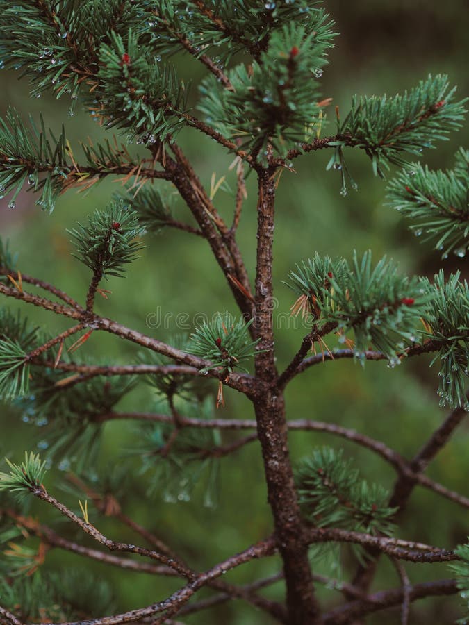 Vertical Shot of a Young Pine Tree Branches Stock Photo - Image of ...