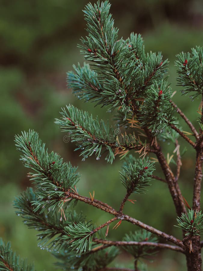 Vertical Shot of a Young Pine Tree Branches Stock Image - Image of ...